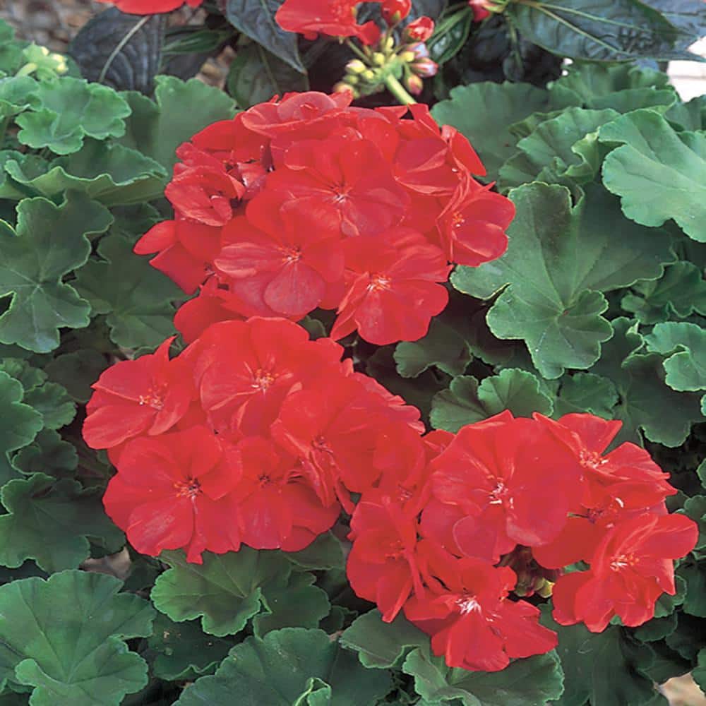 2.6 Qt. Crimson Flame Big Geranium Annual Plant with Red Flowers ...