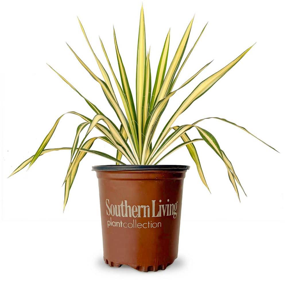 SOUTHERN LIVING 2.5 qt. Color Guard Yucca (Adam's Needle) with ...