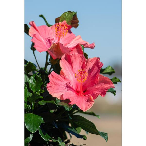 Pink Lady Hibiscus First Lady™ Hollywood Hibiscus For Sale Buying