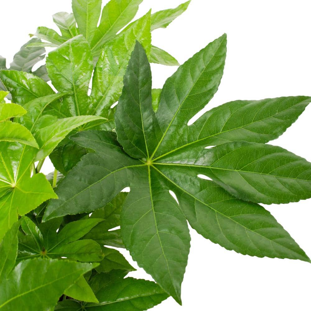 national PLANT NETWORK 2 Gal. Green Fatsia Plant in Black Grower's Pot ...