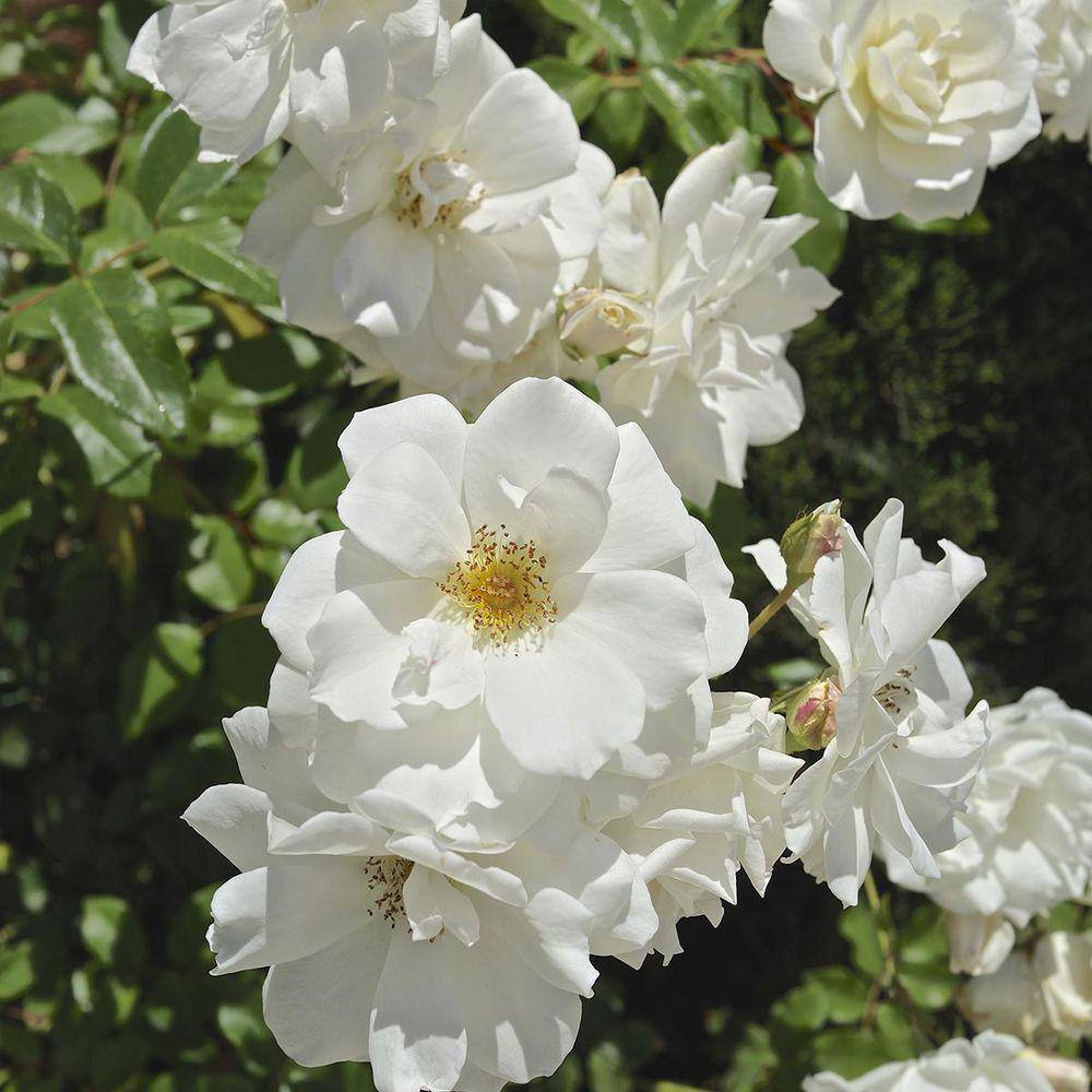 8 In. Iceberg Rose in Grower Pot with White Flowers 1001263749 - The ...