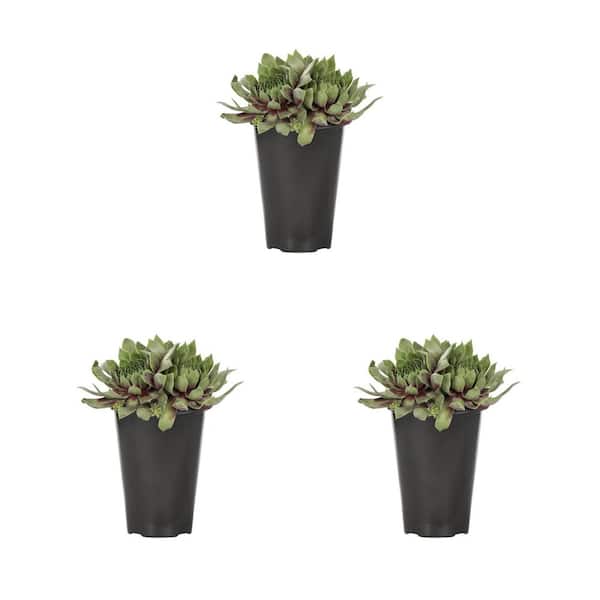 DIRECT GARDENING 1 Gal. Pot, Elijah Blue Fescue Ornamental Grass Potted ...