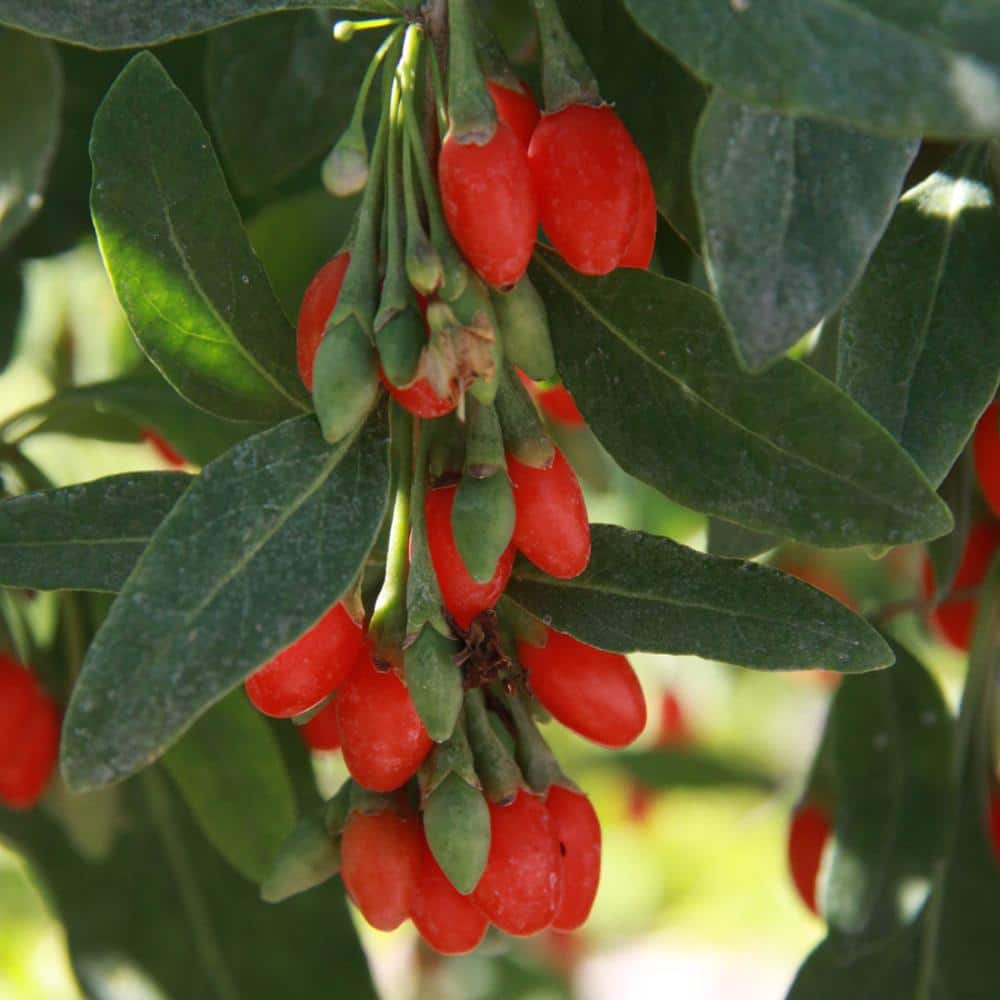 Direct Gardening Goji Berry Bush Dormant Bare Root Fruit Bearing ...