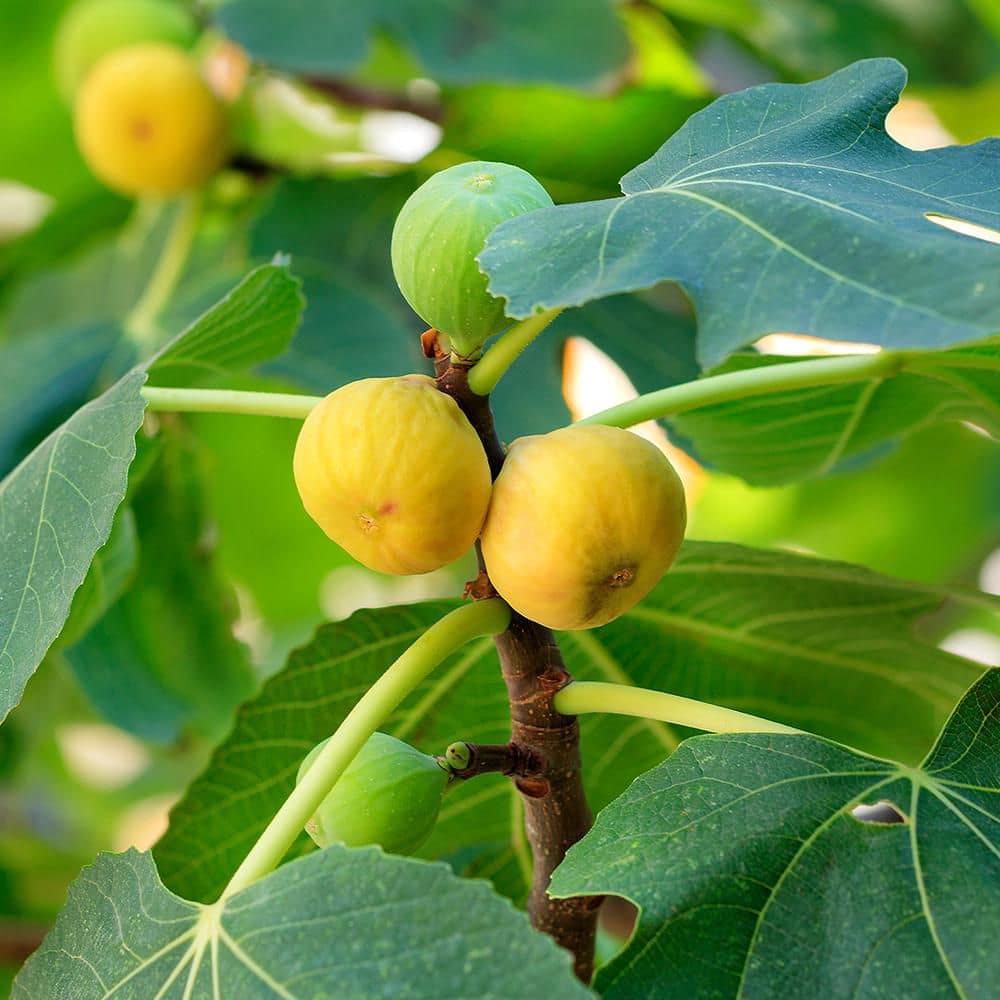 5 Gal. Yellow Long Neck Fig Fig Plant FIGYEL05G - The Home Depot