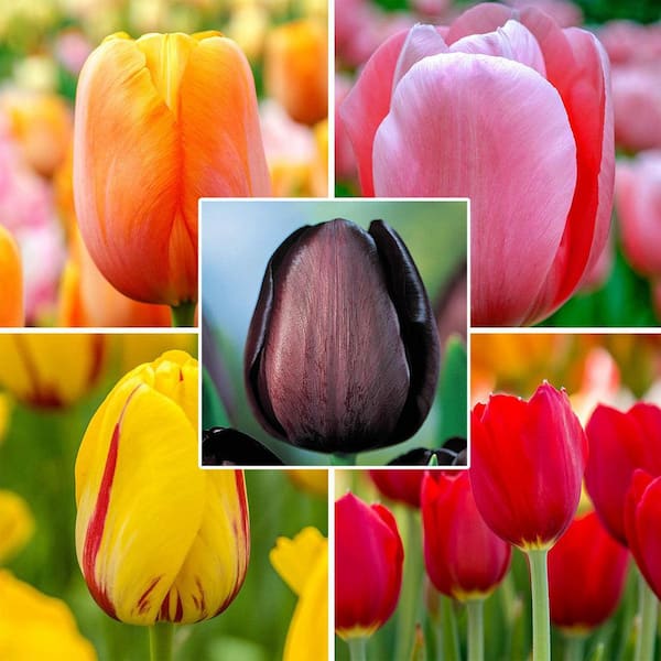 Van Bourgondien Crocosmia Masoniorum Summer Flowering Dormant Bulb Mixture (25-Pack) 90300 - The ...