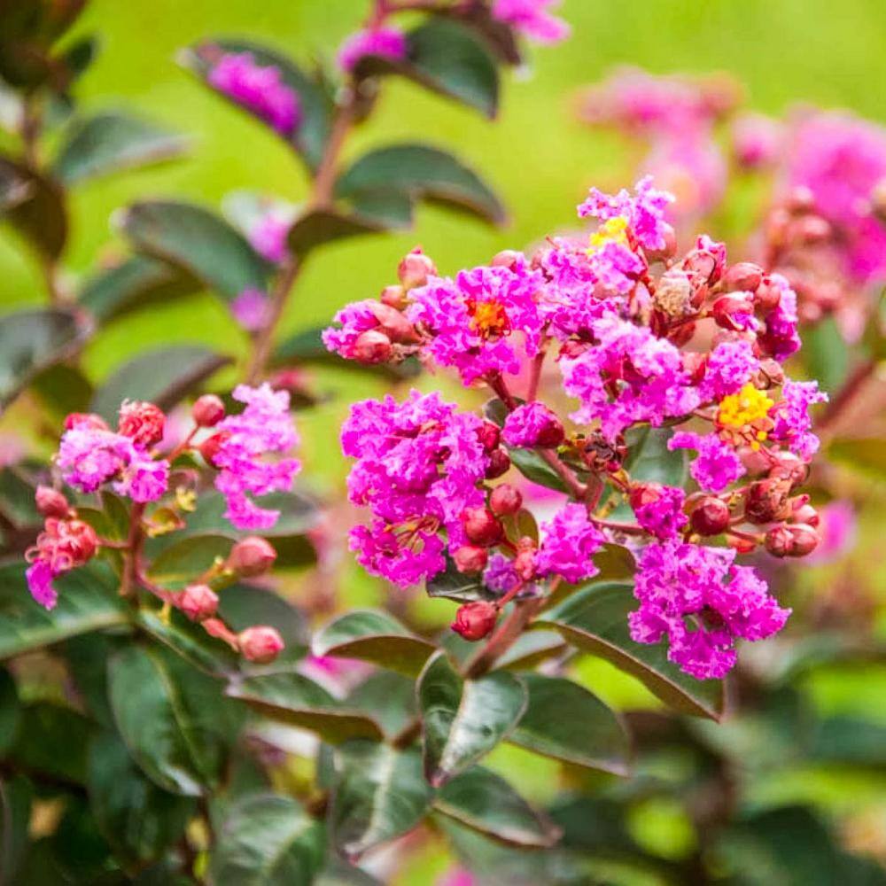 Spring Hill Nurseries Northern Belle Fuchsia Crape Myrtle Lagerstroemia ...