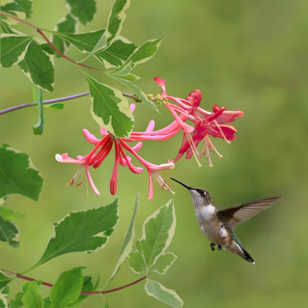 national PLANT NETWORK 2.5 qt. Honeysuckle Lonicera Harlequin Plant ...