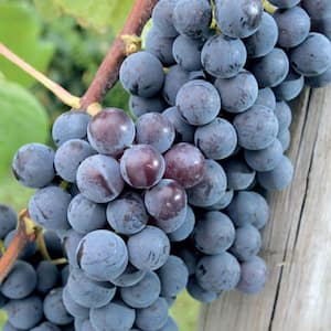 Gurney's Concord Grape (Vitis), Live Bareroot Plant, Purple Fruit ...