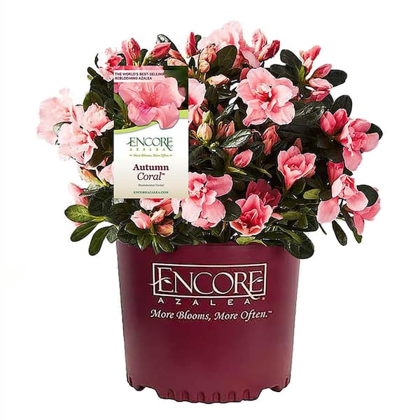 ENCORE AZALEA 3 Gal. Autumn Coral Azalea Shrub with Bright Pink Flowers ...