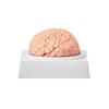 VEVOR Human Brain Model Anatomy Human Brain Anatomical Model with ...