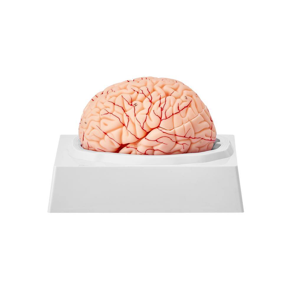 VEVOR Human Brain Model Anatomy Human Brain Anatomical Model with ...