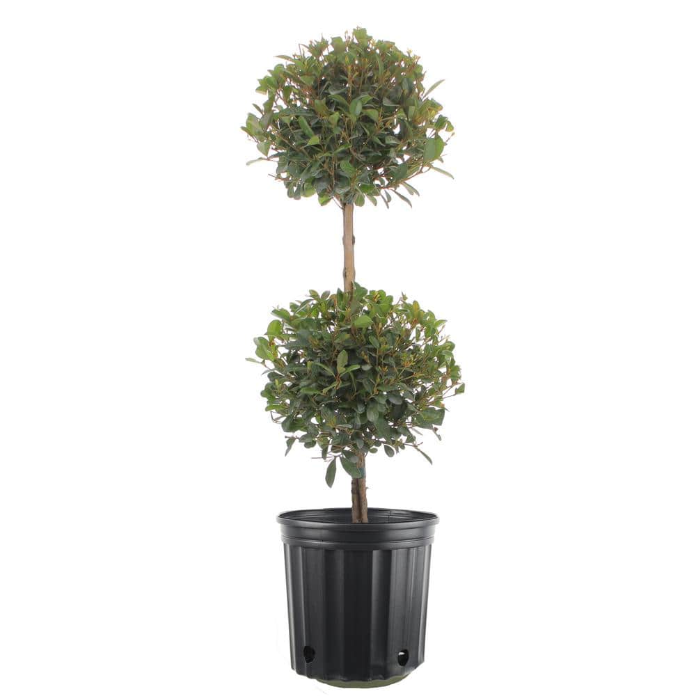 Costa Farms 10 in. Eugenia 2 Ball Topiary in Grower's Pot CO.EUC12.3.GP ...