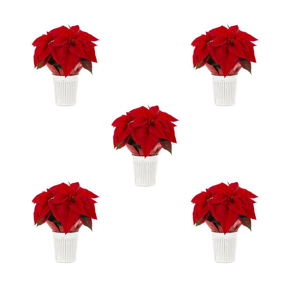 METROLINA GREENHOUSES 1 Qt. Live Red Christmas Poinsettia Plant for ...