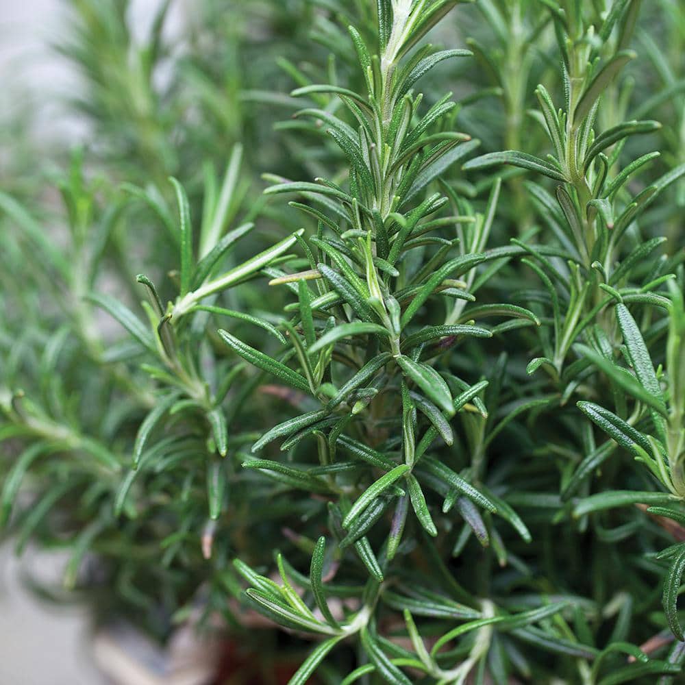 Seeds of Change Organic Rosemary Seeds 08224 - The Home Depot