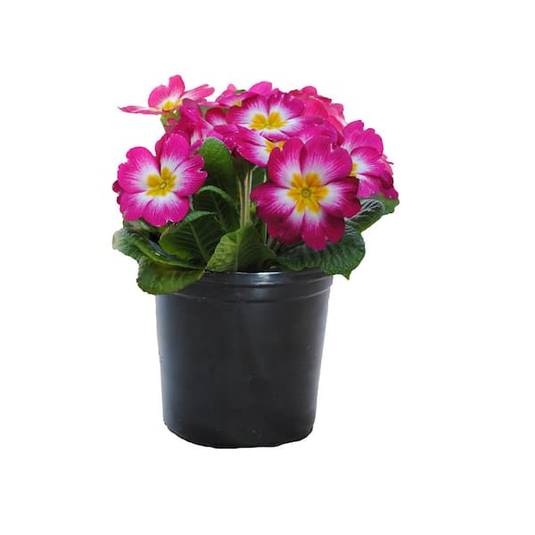 1.0 PT Annual Flowering Primrose Mix Assorted Colors (4 Pack) 1849 ...