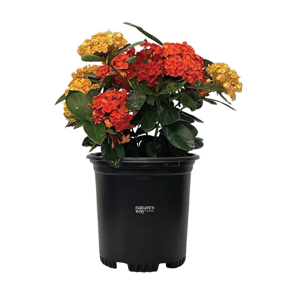 NATURE'S WAY FARMS Ixora Maui Duo Live Outdoor Plant in Growers Pot Avg ...