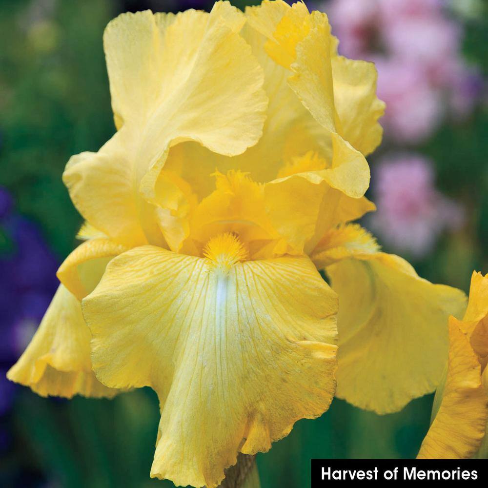 Breck's Harvest of Memories Reblooming Bearded Iris Dormant Bare Root ...