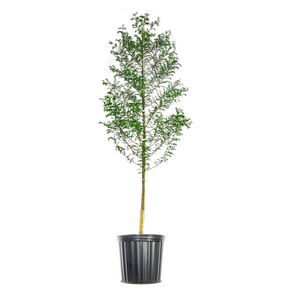 Perfect Plants Live Bald Cypress 3 Gal. Tree in Grower's Pot THD10013 ...