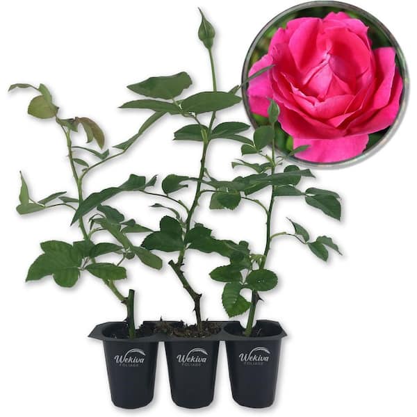 Wekiva Foliage Grande Dame Rose Bush 3-Live Starter Plants in 2 in ...