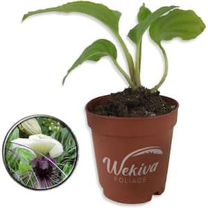 Wekiva Foliage White Bat Flower-3 Live Starter Plants in 2 Inch Pots ...