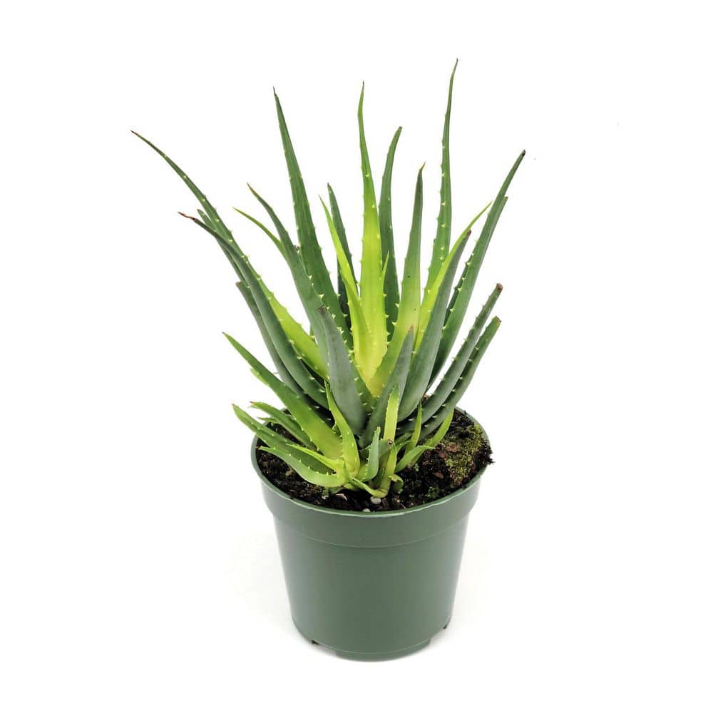 national PLANT NETWORK 4 in. Aloe Solar Flare Plant in Grower Container ...