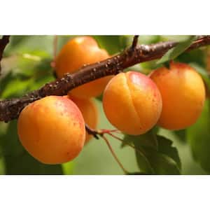 Online Orchards 3 ft. Goldcot Apricot Bare Root Tree with Abundant Cold ...