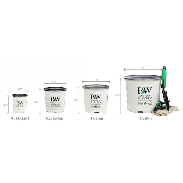 PROVEN WINNERS 4.5 in. Qt. Fizzy Mizzy Sweetspire (Itea) Live Plant ...