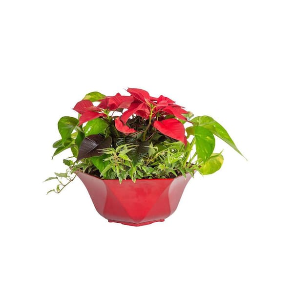 Costa Farms 11 in. Poinsettia Plant and Assorted Foliage Plants in Deco ...