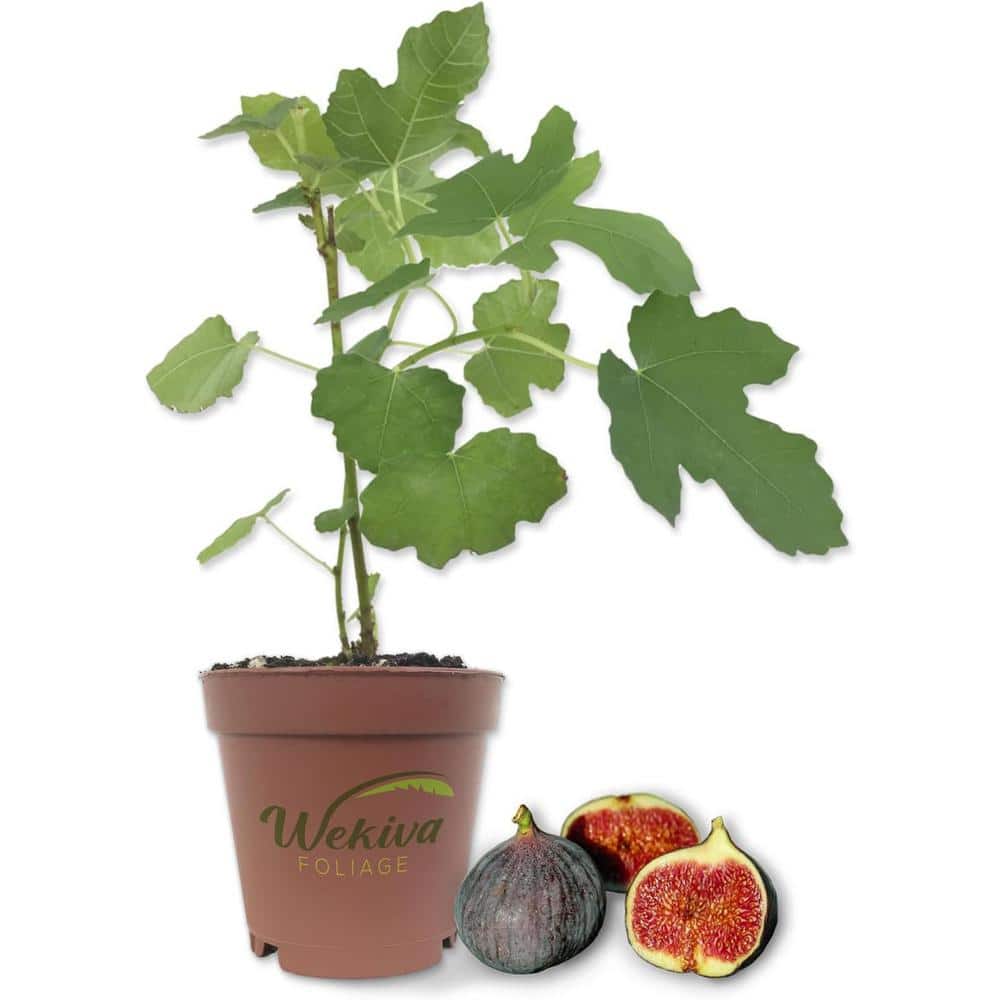 Wekiva Foliage Chicago Hardy Fig Tree-Live Plant in a 2 in. Pot-Ficus ...
