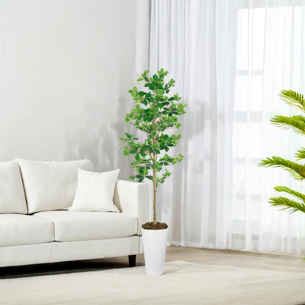 Vitalismo 6 ft. Artificial Bucida Buceras with White Tall Pot 72 in ...