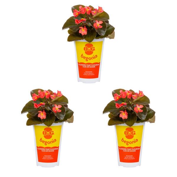 METROLINA GREENHOUSES 2QT Begonia Premium Carmen Red Plant with Red ...