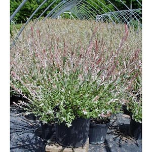 2.25 Gal. Dappled Willow (Salix) Live Shrub with Green, White, Pink ...