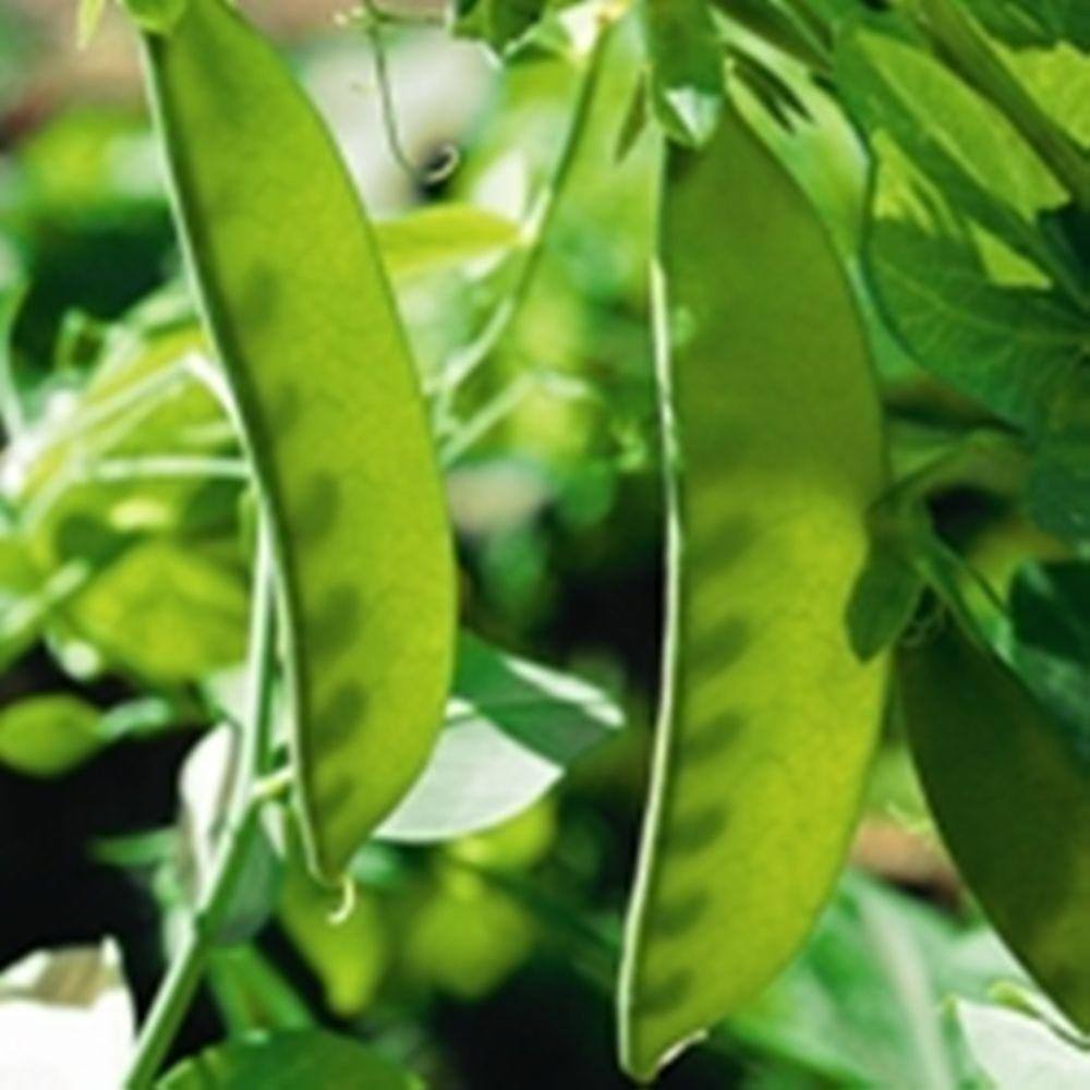 Seeds of Change Organic Oregon Giant Snow Pea Seeds 01794 - The Home Depot