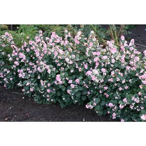 BLOOMIN' EASY - Bushes - Outdoor Plants - The Home Depot