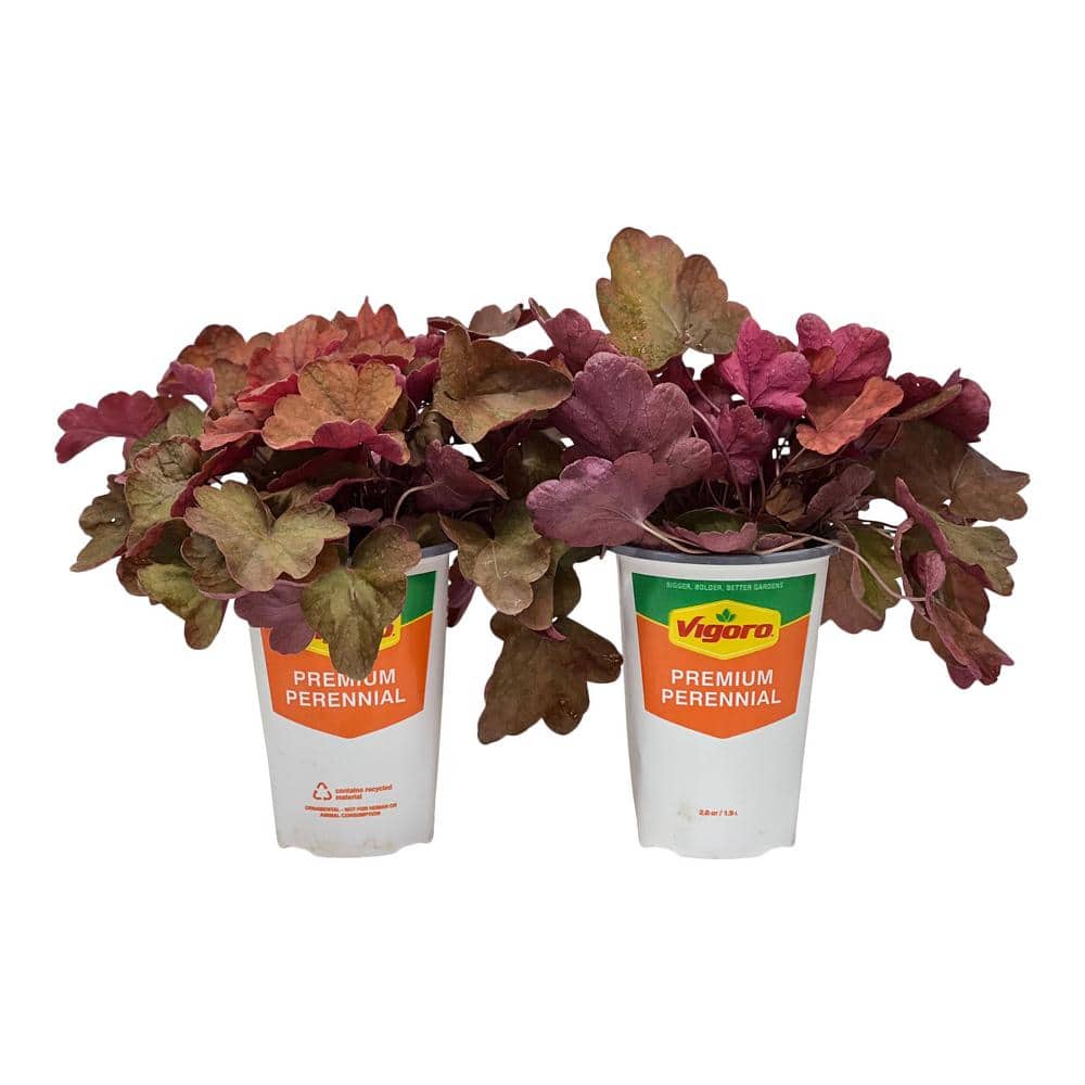 Vigoro 2.5 Qt. Vigoro Heuchera Carnival Peach Parfait in 6.33 in ...