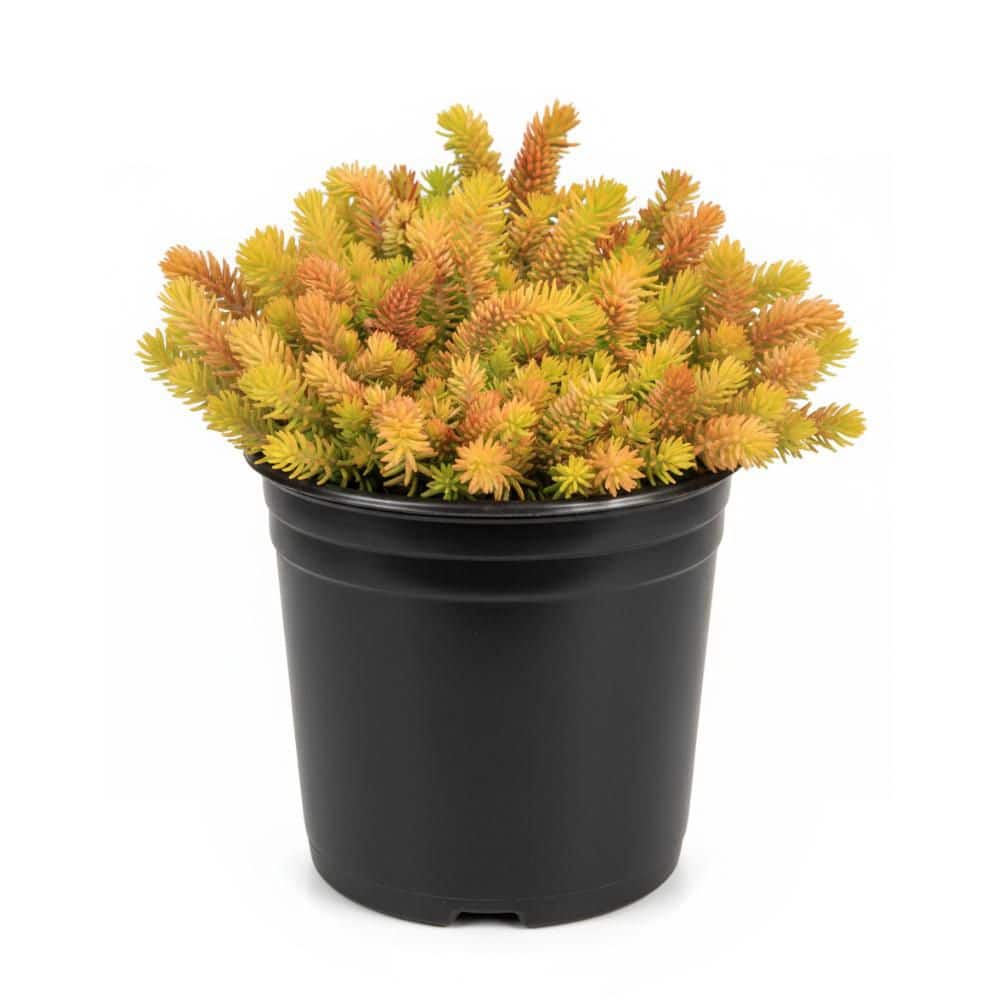 BELL NURSERY 1 Gal Solar Spice Sedum (Sedum Reflexum) Live Full Sun ...