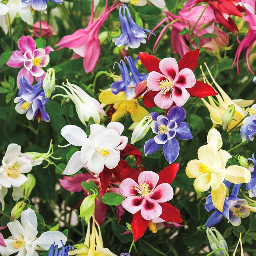 Spring Hill Nurseries Multi-Colored Flowering Giant Columbine Perennial ...