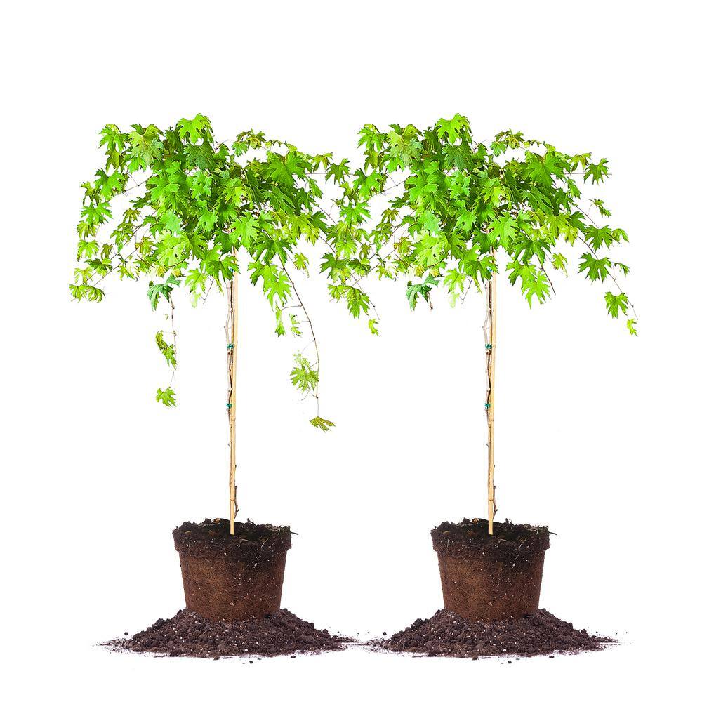 #2 Southern Home Muscadine Shrub (2-Pack)-THD00137 - The Home Depot