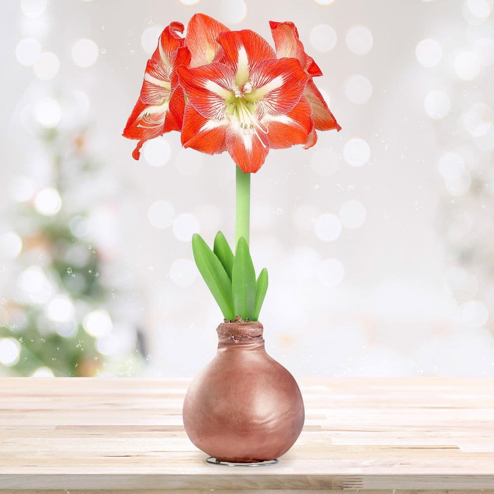 Garden State Bulb Rose Gold Waxed Minerva Amaryllis Flower Bulb, 30 ...