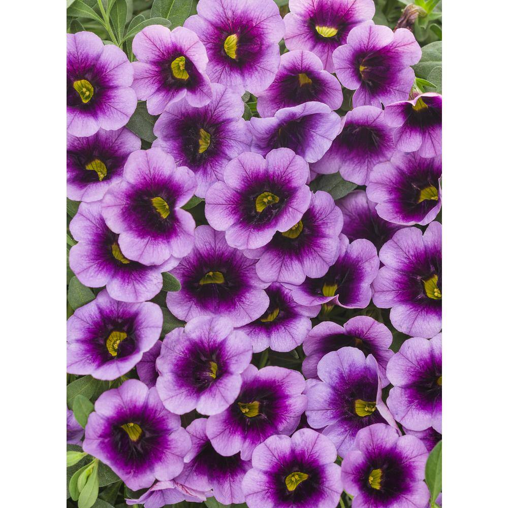 PROVEN WINNERS 4.25 in. Grande Purple and Yellow Flowers Superbells ...