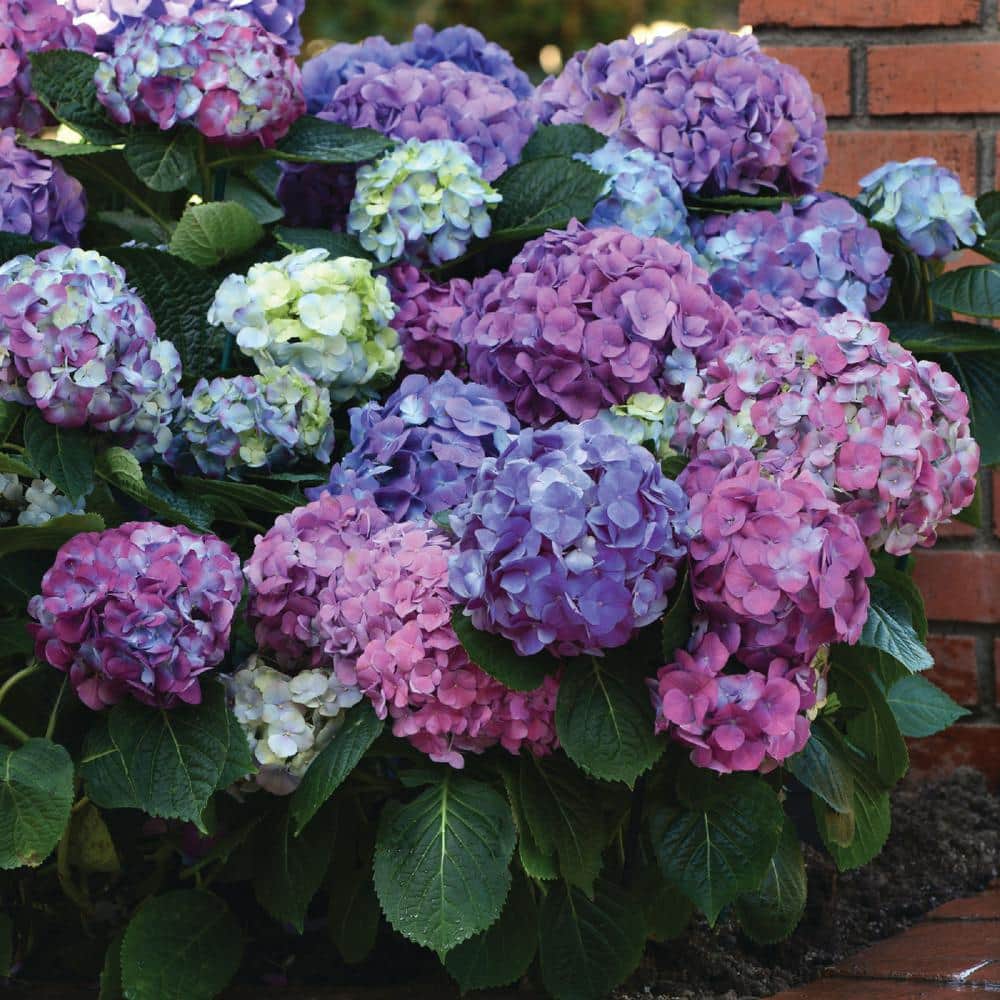 national PLANT NETWORK 2.5 Qt. LA Dreamin Hydrangea with Blue-Pink ...