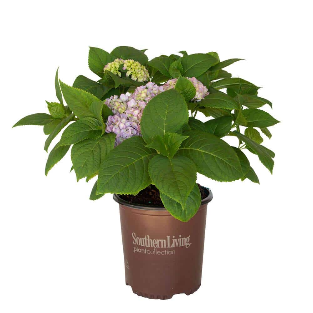 SOUTHERN LIVING 2 Gal. Hydrangea Blue Jangles Plant with Blue Blossoms ...