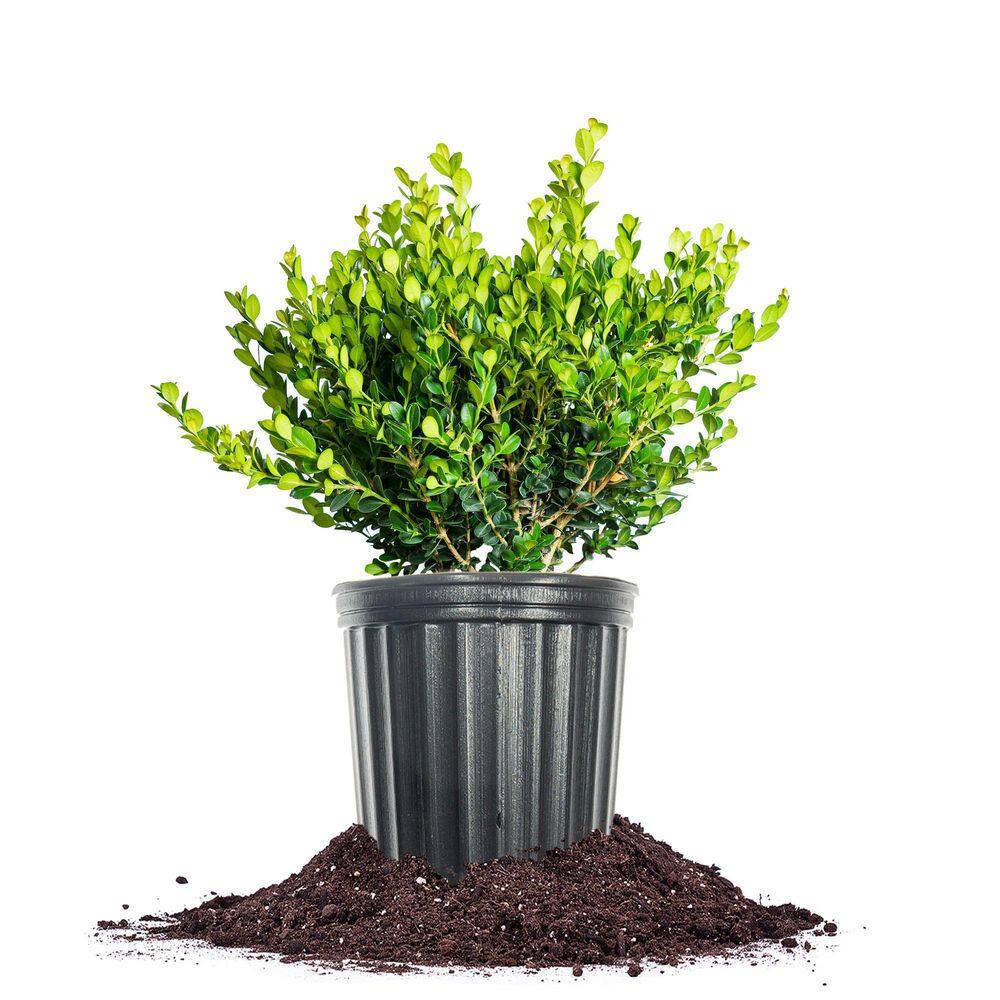 Perfect Plants Wintergreen Boxwood Shrub in 3 gal. Grower's Pot HD ...