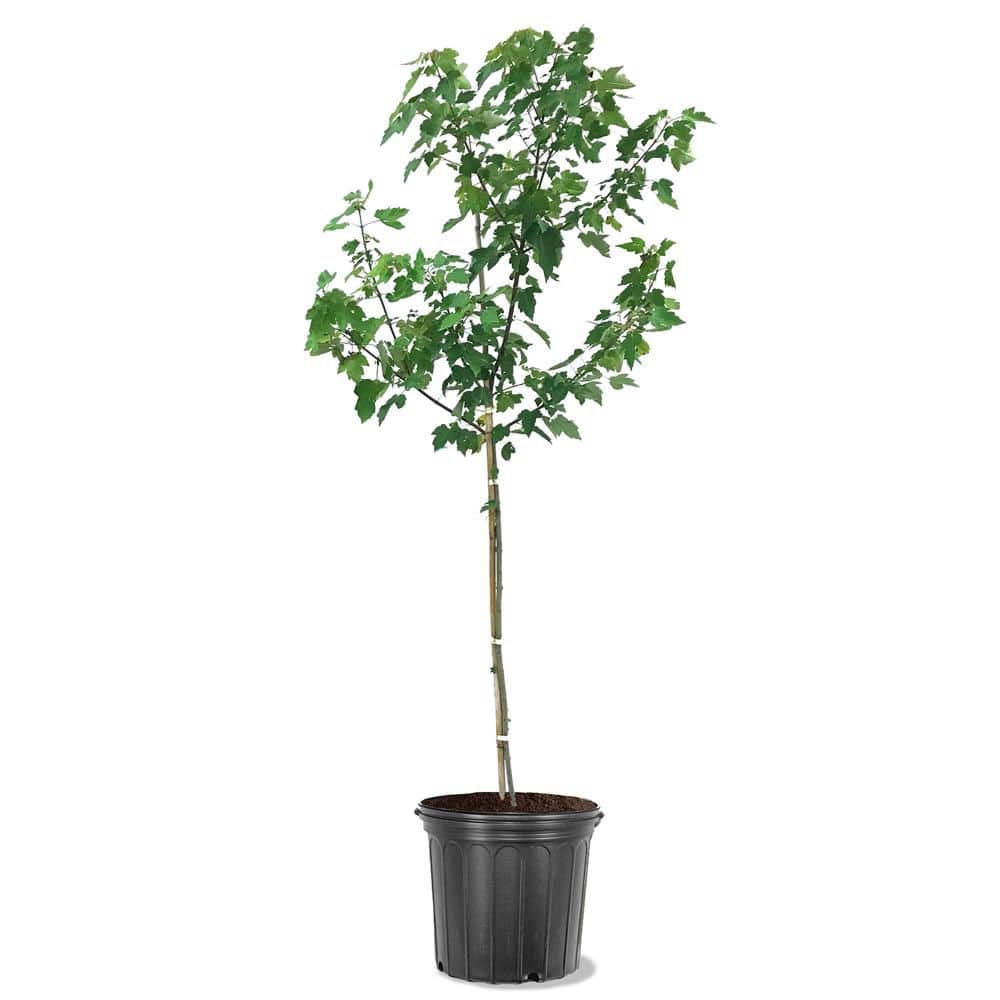 5 Gal. Sunset Red Maple Shade Tree MAPSUN05G - The Home Depot