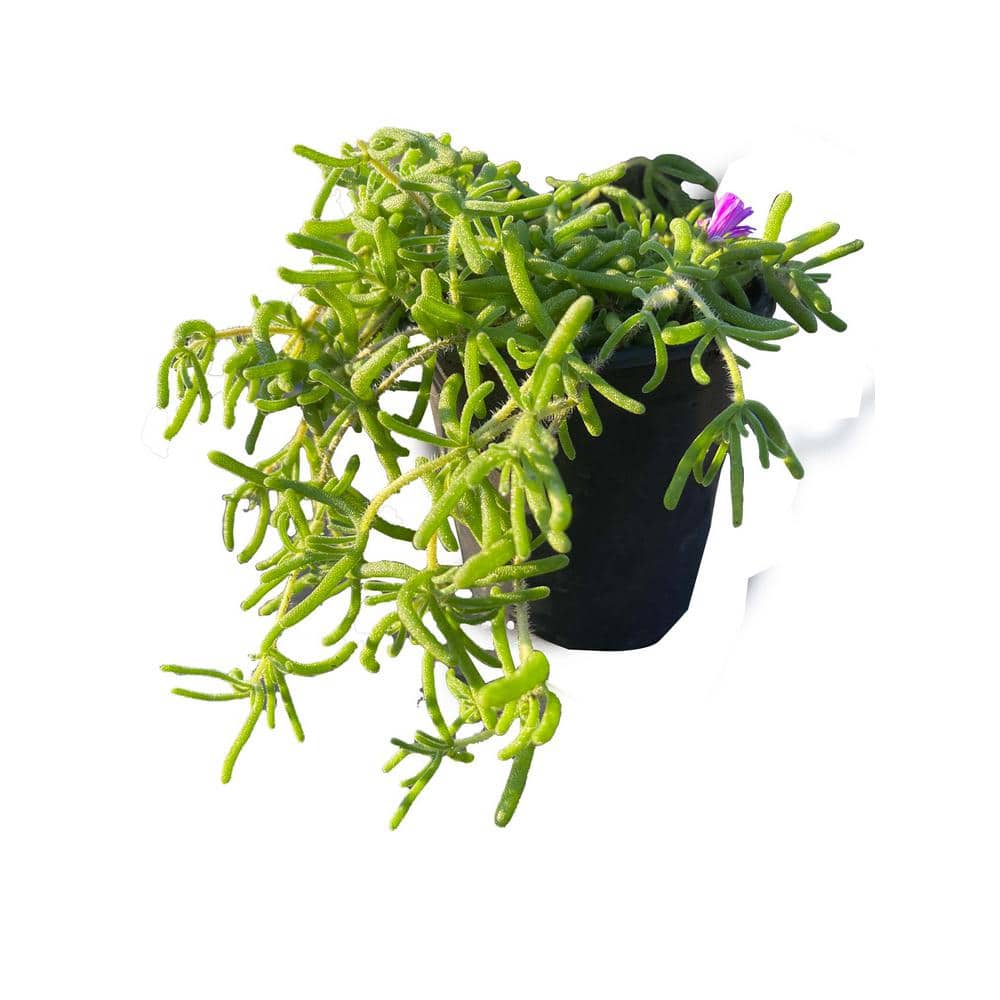 Pink Ice Plants Drought Tolerant Pet-Safe Spreading in Pots (3-Pack ...