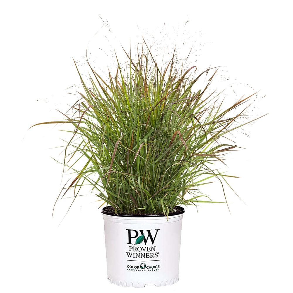 PROVEN WINNERS 2 Gal. Prairie Winds Cheyenne Grass Plant 16878 - The Home Depot