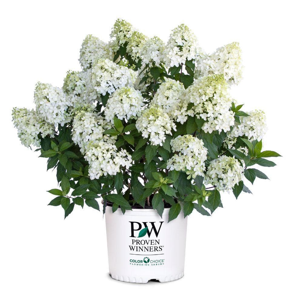 PROVEN WINNERS 5 Gal. Quick Fire Fab Hydrangea Shrub with White to Pink ...