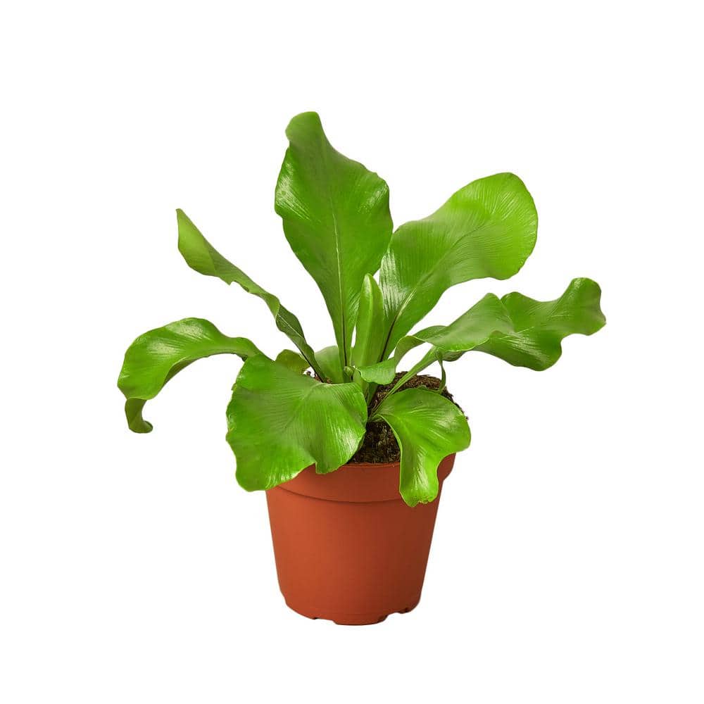 PPC INTERNATIONAL LLC Bird's Nest Nidus Fern (Asplenium nidus) Plant in ...