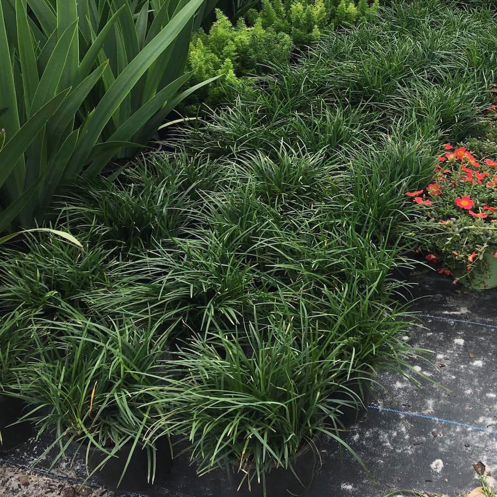 OnlinePlantCenter 1 Gal. Mondo Grass GRAS0044G1 - The Home Depot