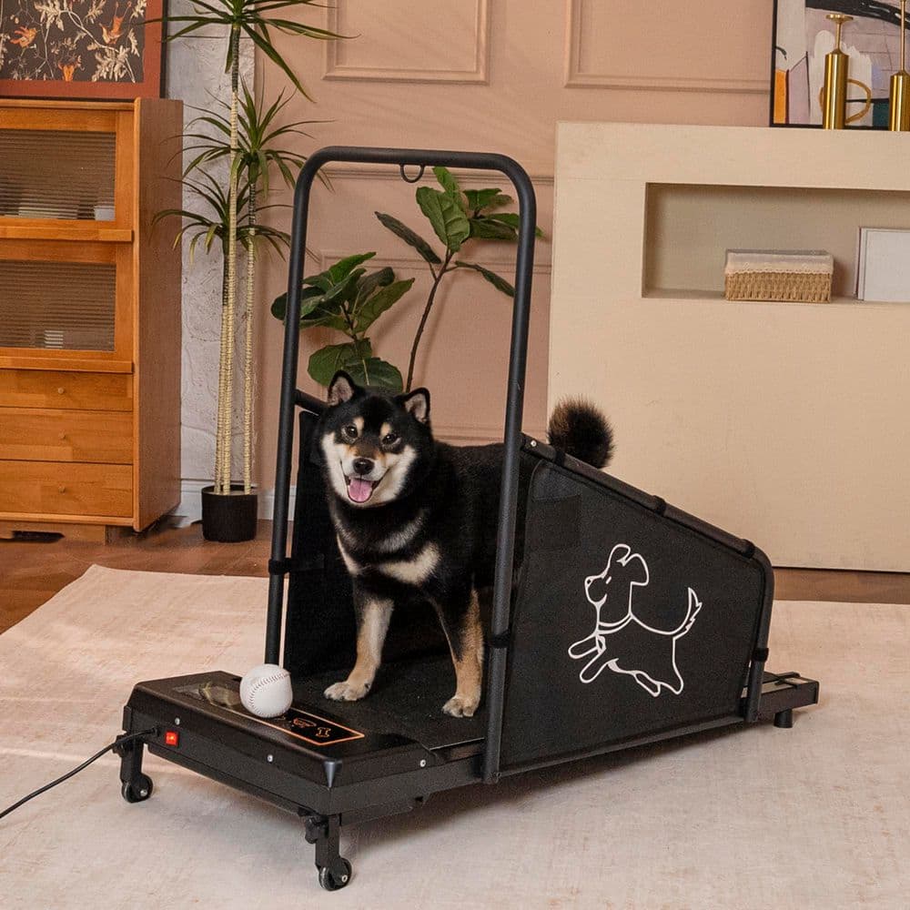 24 in. W x 50 in. L x 20 in. H Black Metal Dog Treadmill for Medium ...